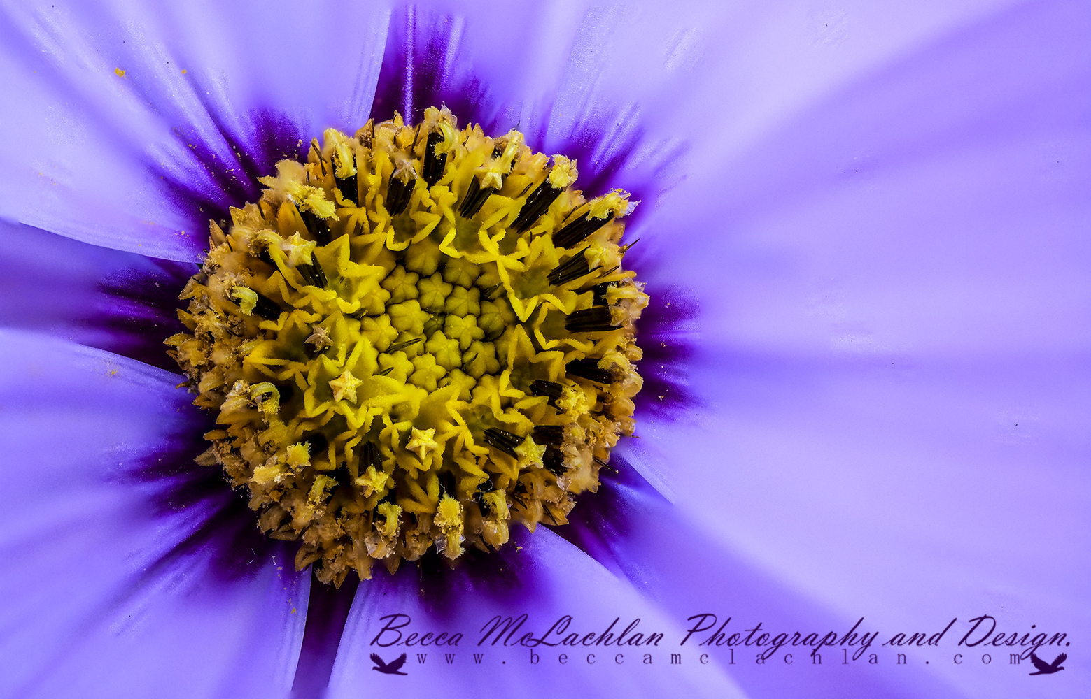 Cosmos | Becca Muir Photography